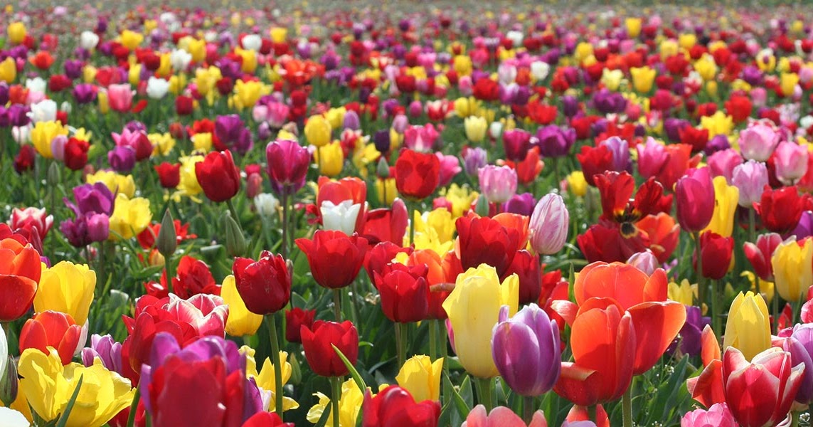 Hortikultura: Fakta Bunga Tulip