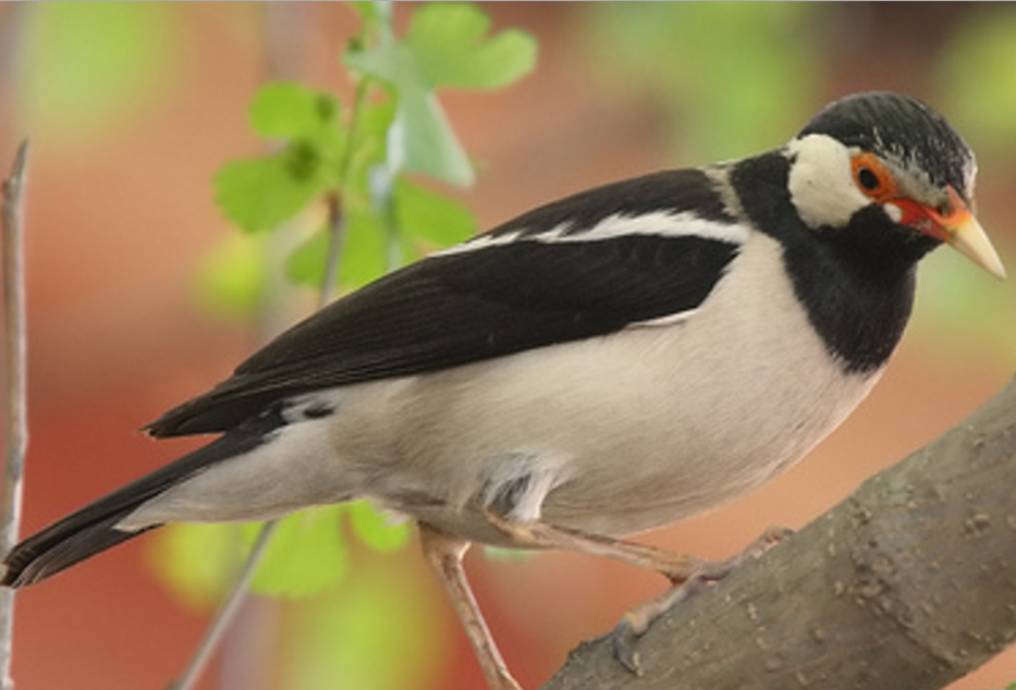 Mengenal Habitat Jalak Suren Atau Burung Satpam | tscribbles