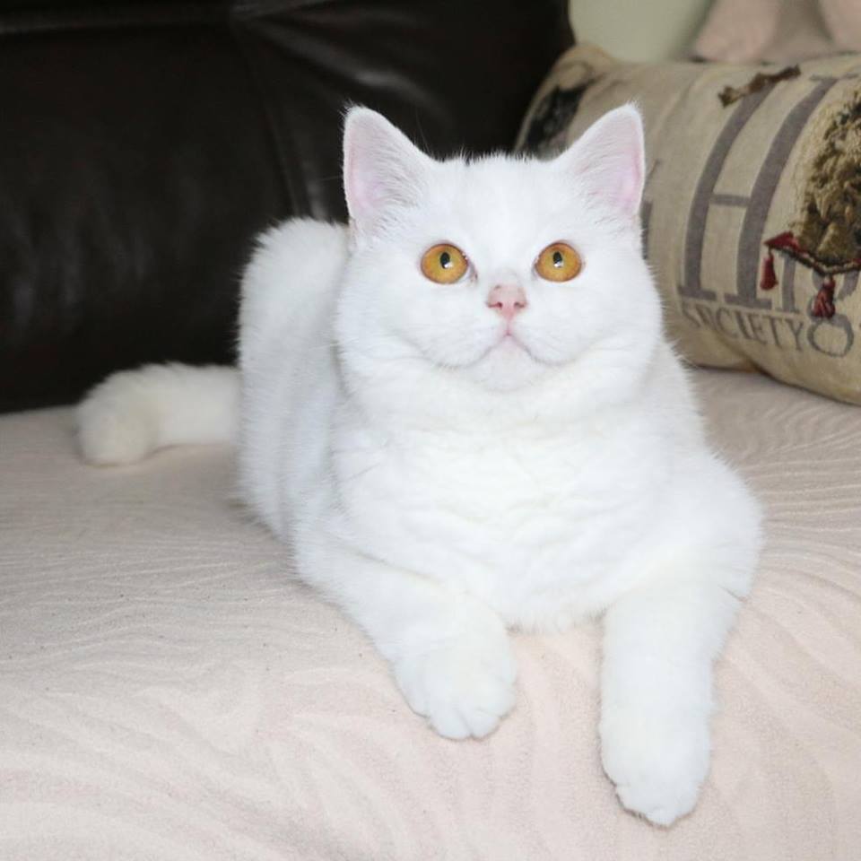 British Shorthair & Scottish Fold kedi yavrusu - British Shorthair ...
