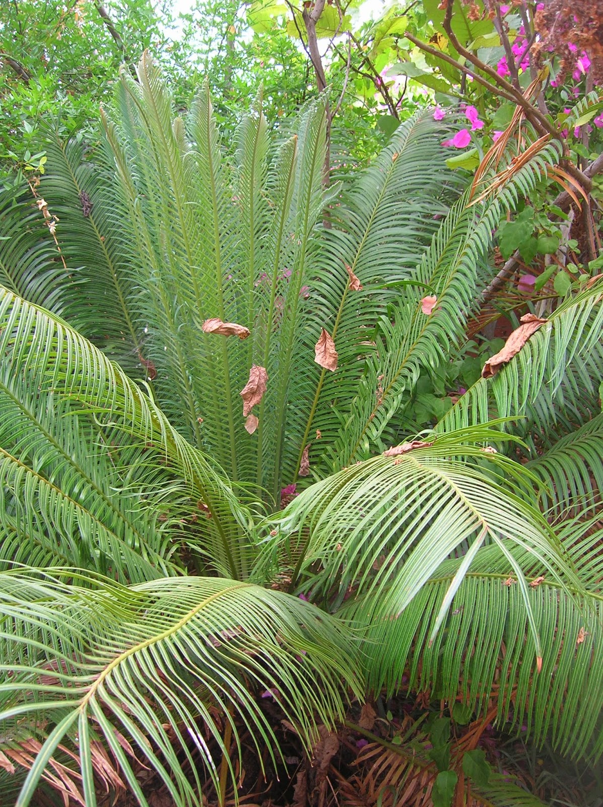Recregarden: CYCAS RUMPHII