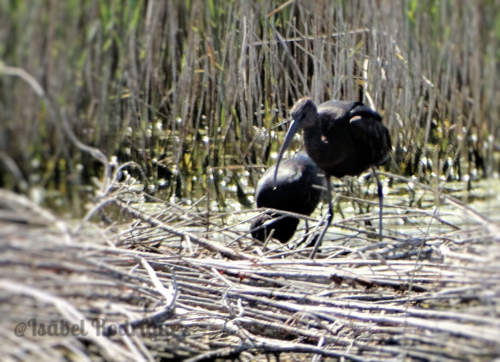 Morito común ~ La cámara de Isa