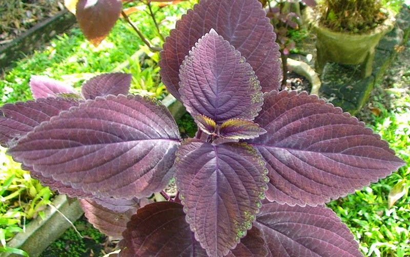 Obat Sipilis Raja Singa: cara mengatasi wasir ambeien saat hamil