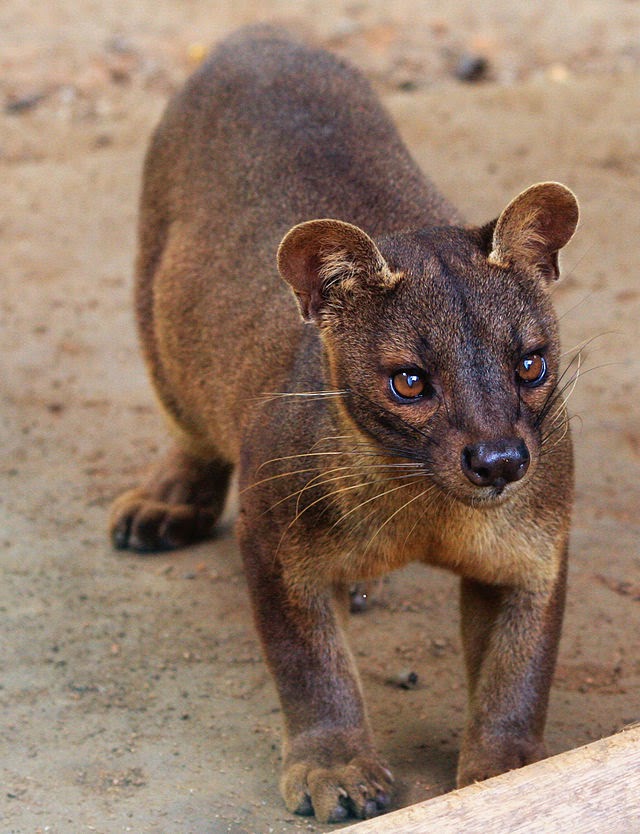 Fossa Facts