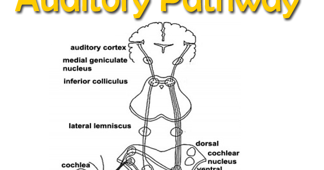 AUDITORY PATHWAY