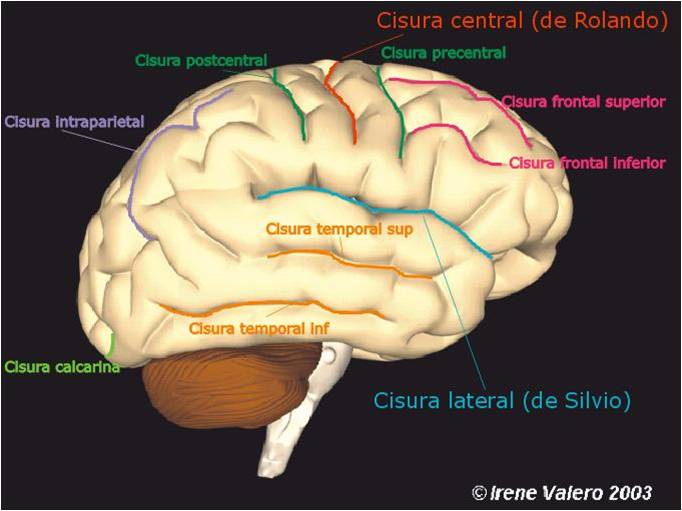 Primeros auxilios: Sistema Nervioso