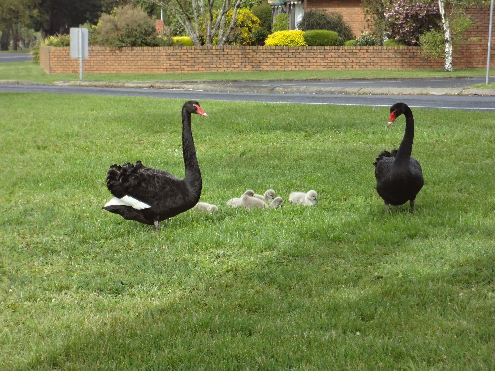 Discover My Ballarat: Baby Cygnet's (Swan's) on Display at Lake Wendouree!