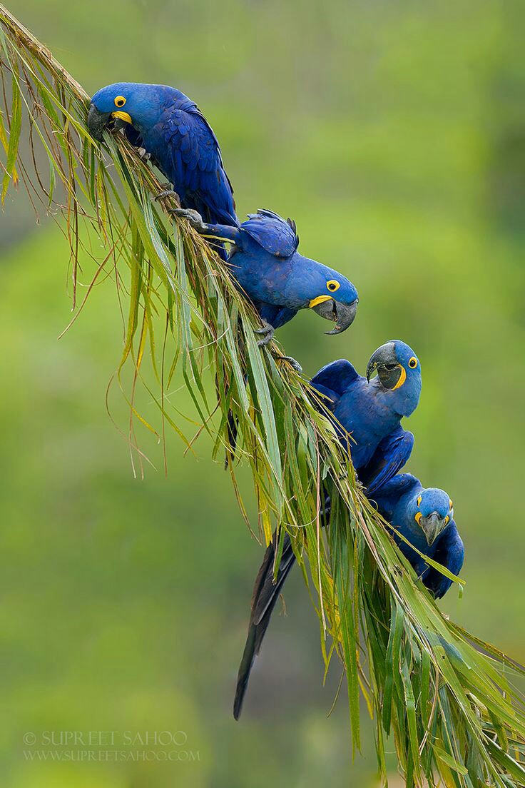 Beautiful Parrots