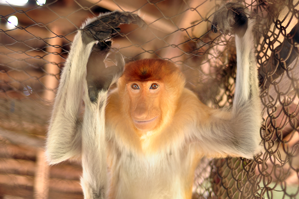 Keunikan Kehidupan Kurniadi: Bekantan ( Binatang Kalimantan )