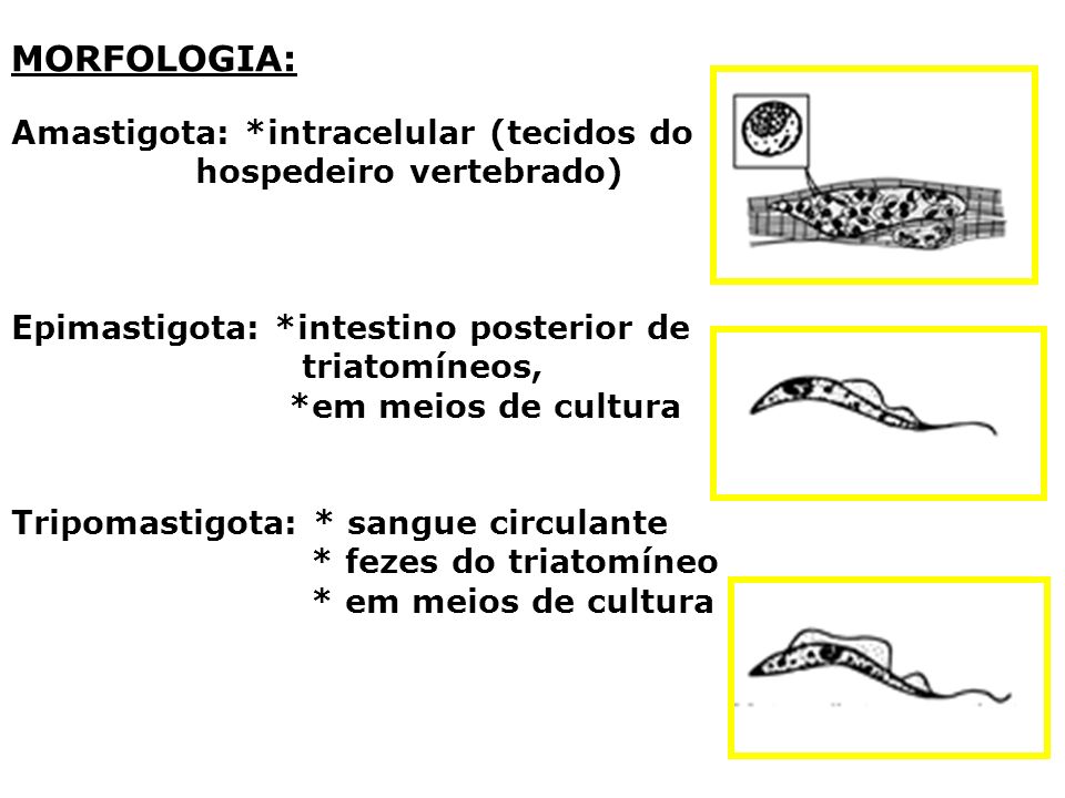 Ciências Biológicas: Trypanosoma cruzi (Doença de Chagas)