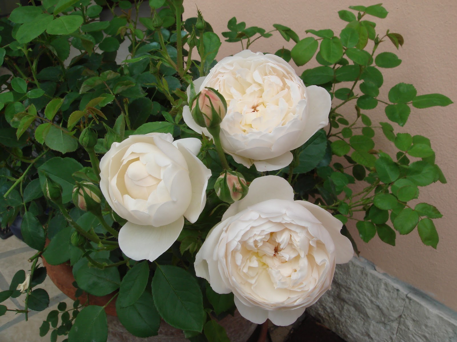 Il giardino delle Naiadi: ROSA ROSAE