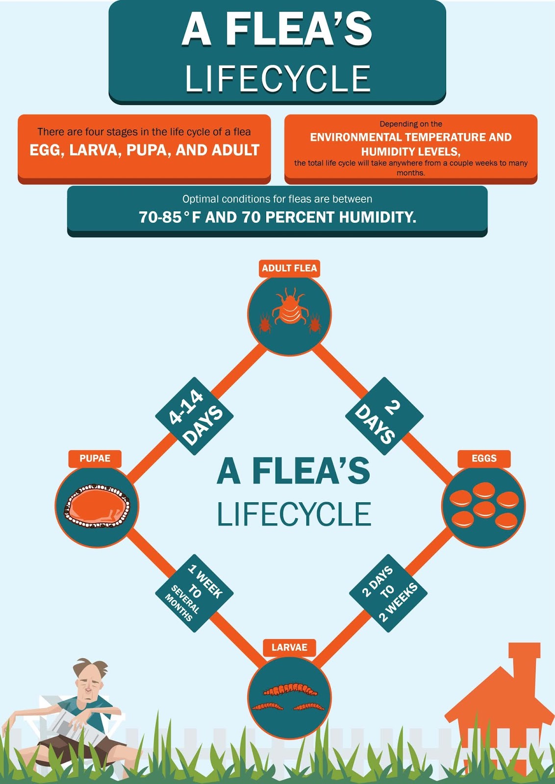 The Flea Life Cycle | Wiki Fleas