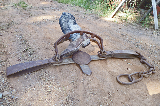 Camera Trap Codger: July 2011