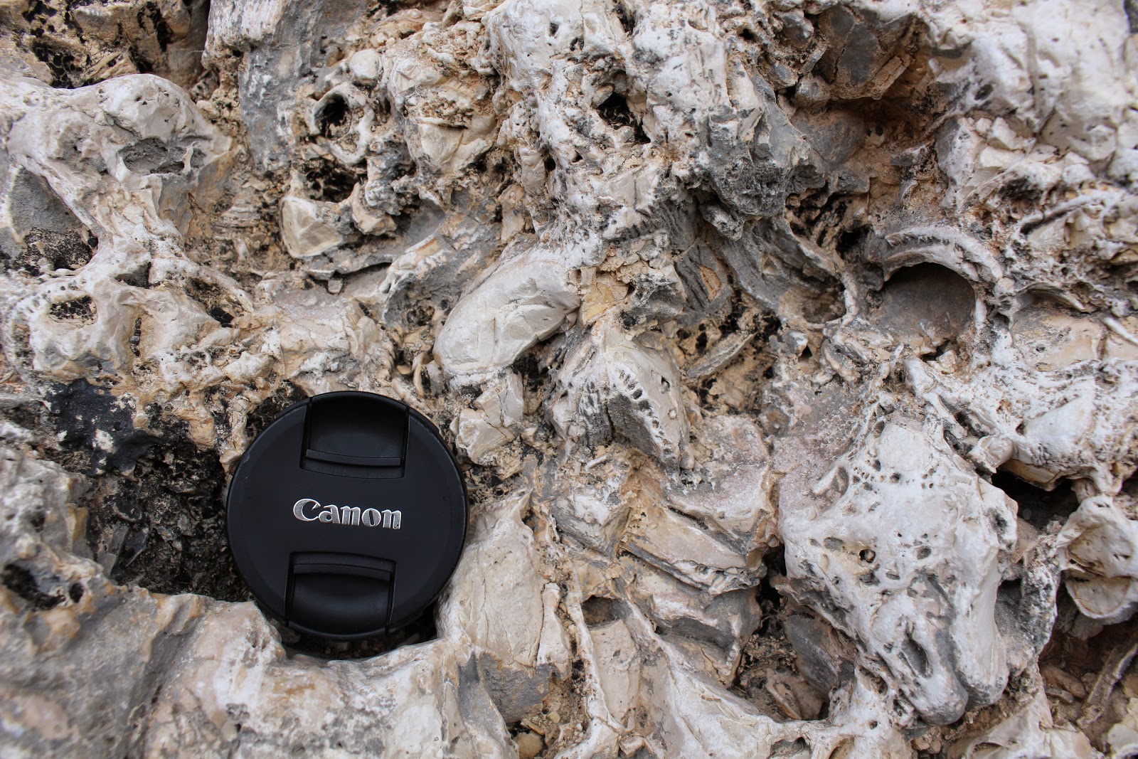Finding Fossils...: Fossil Reefs around Austin
