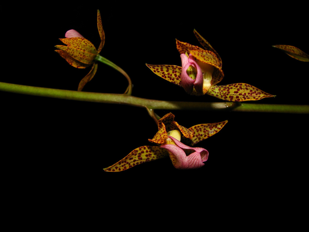 Mormodes wolterianum care and culture | Travaldo's blog