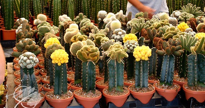 Como Hacer Un Injertó De Cactus En 5 Minutos (Injertando Cactus órgano ...