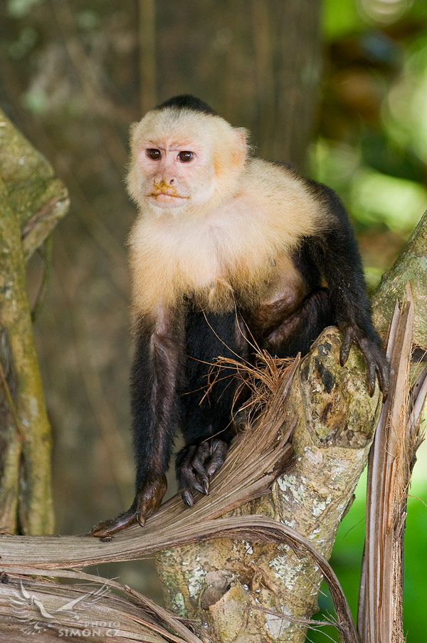 Teaspoon of Words: januára 2013