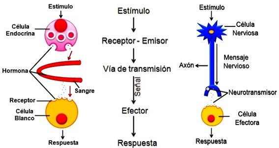 Biología BI: 49.- Estímulo y respuesta