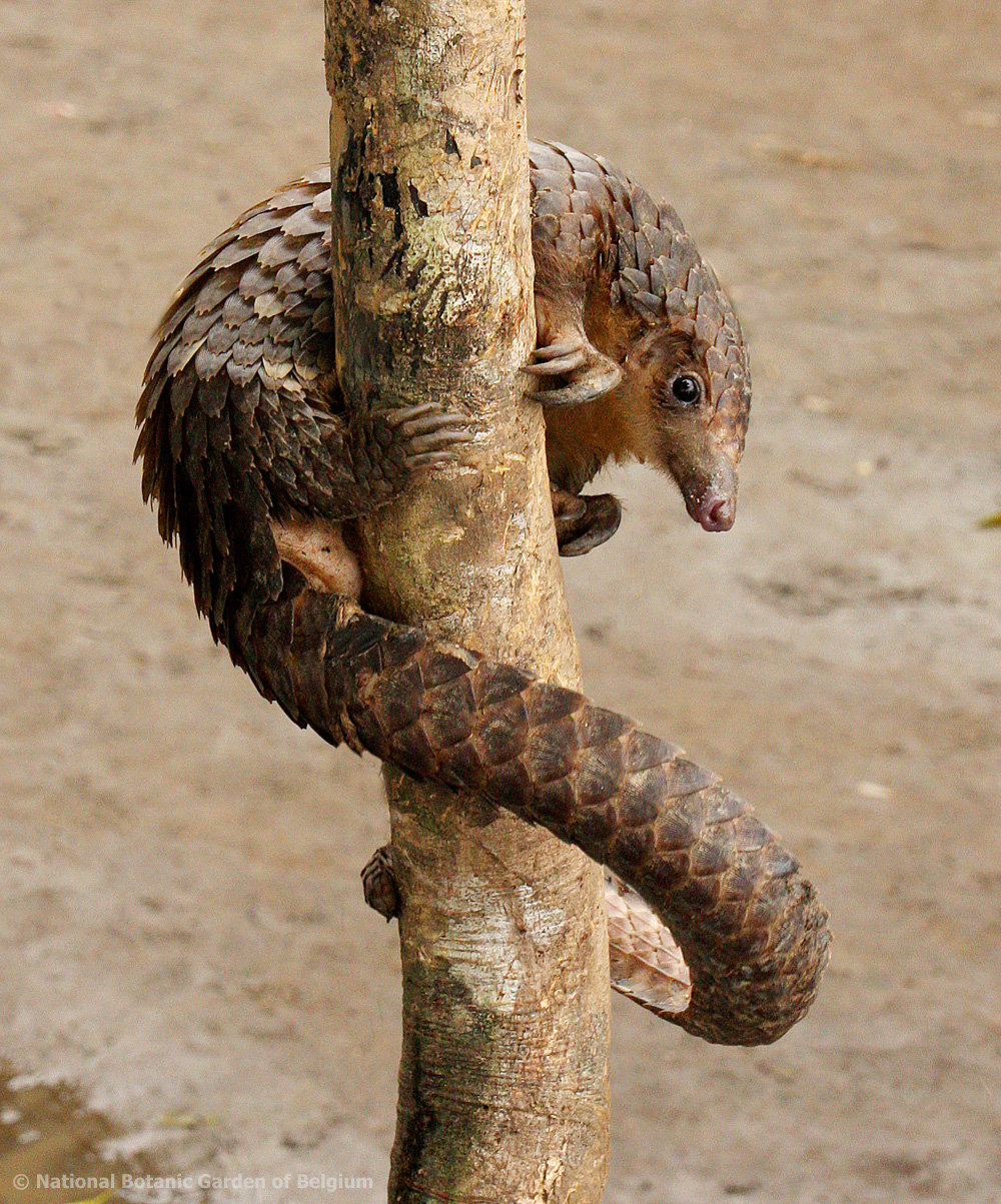 Cameron's Critter Blog: World Pangolin Day: Meet the Pangolin!