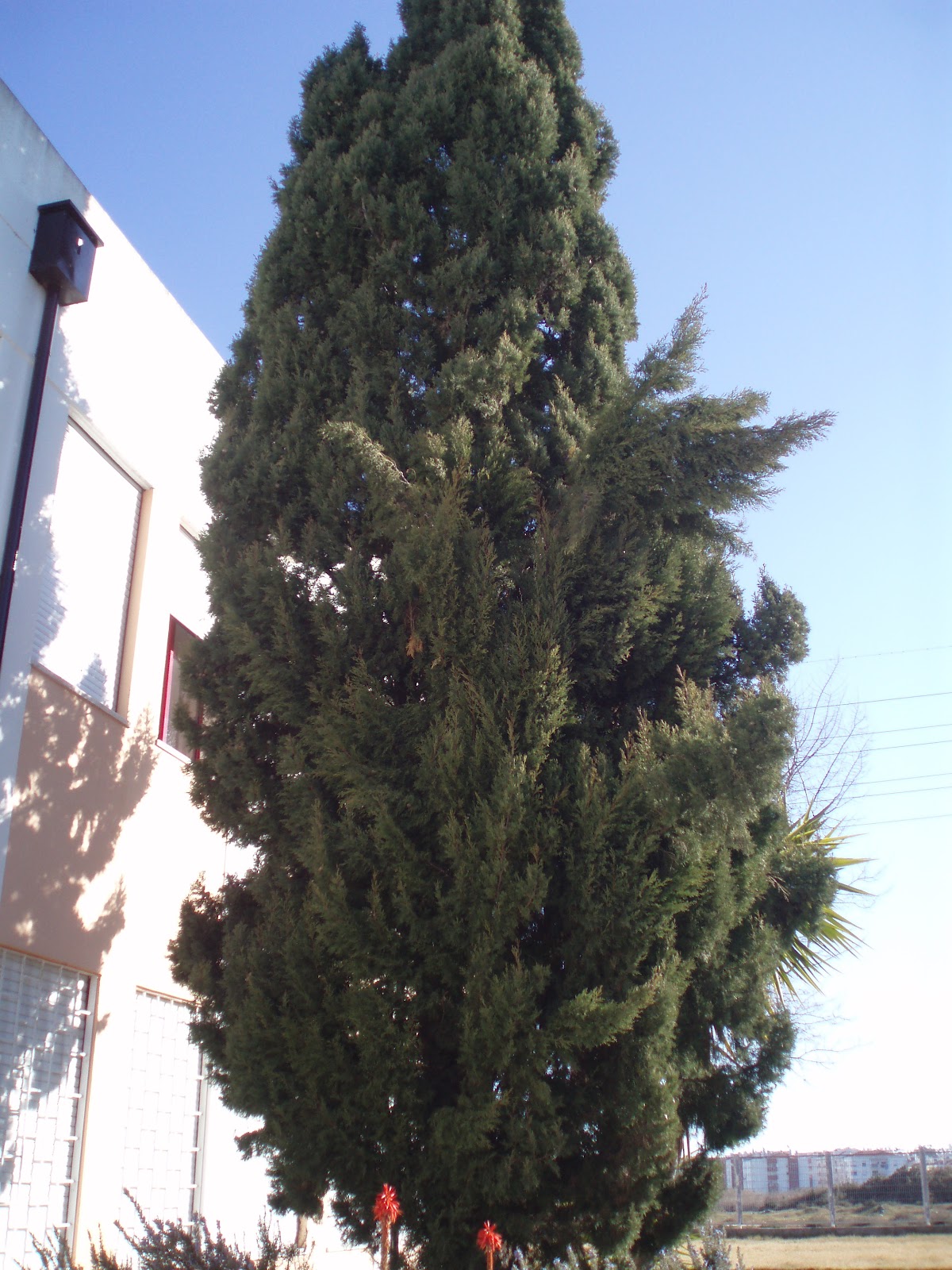 Ciências Naturais - Escola Básica de Vale da Amoreira: AS PLANTAS DA ...
