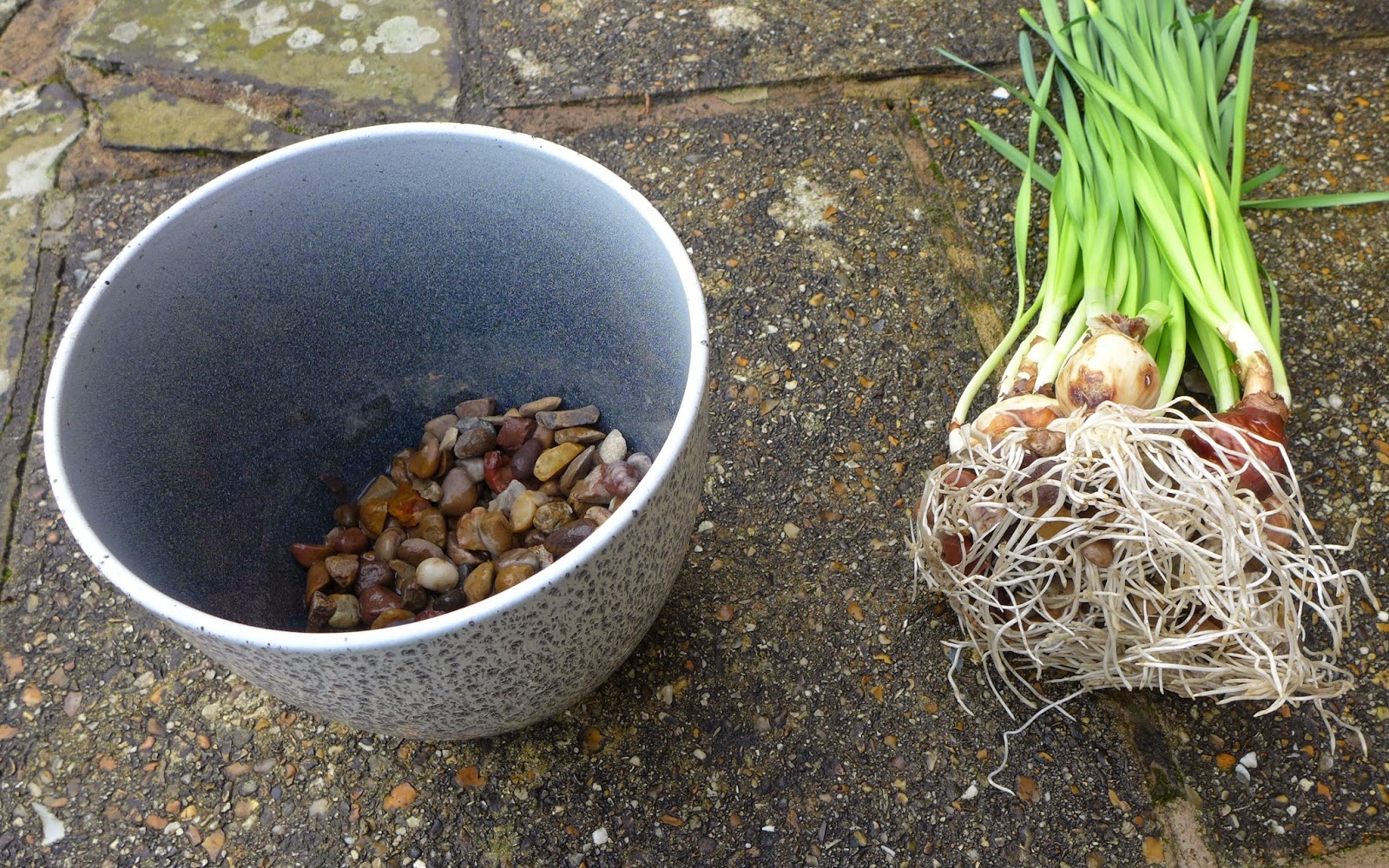 Basicallyitsgrowing: Narcissi bulb roots