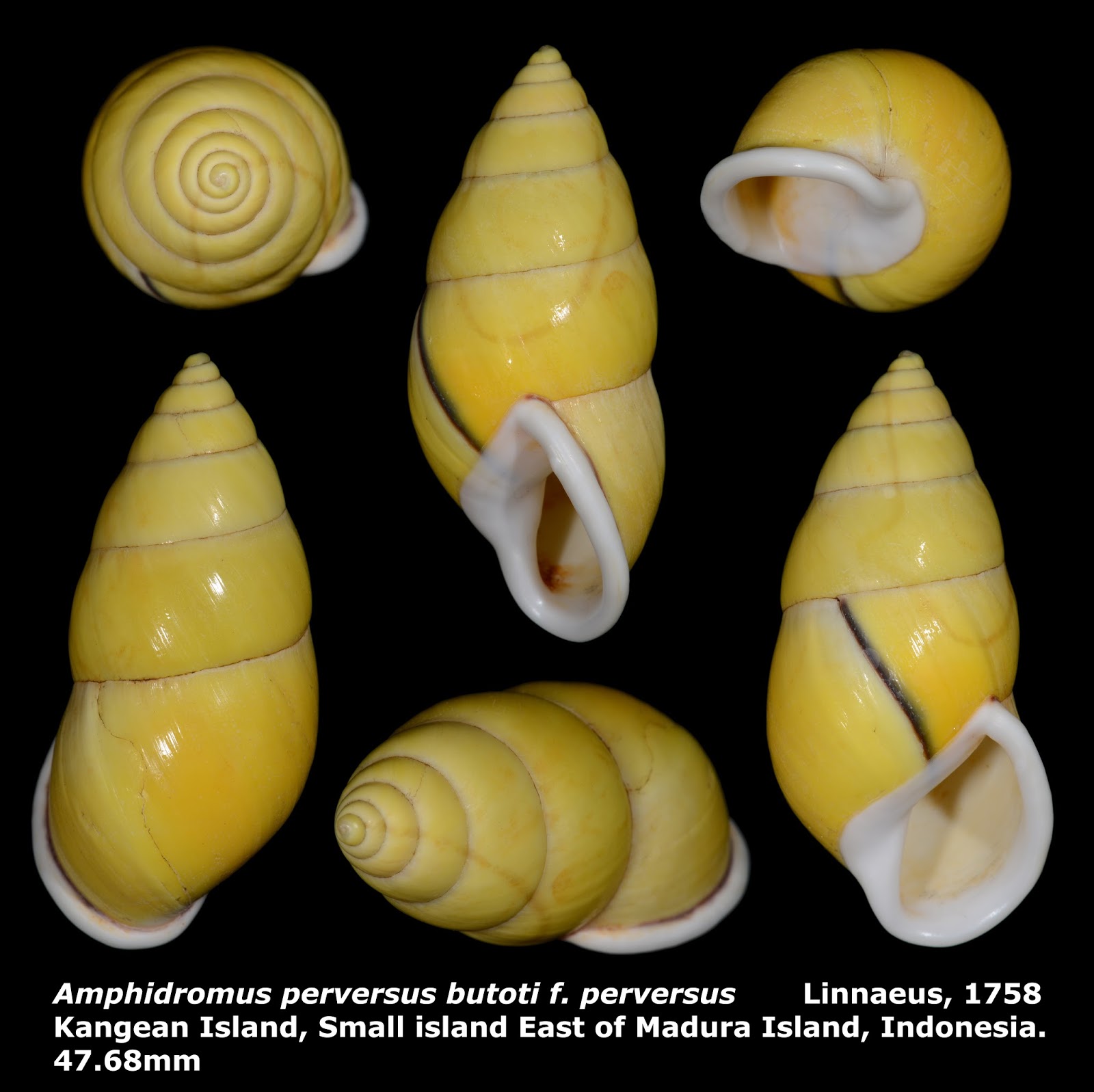 Dr. Lee's Gallery Museum: Amphidromus perversus perversus 39.52 to 47.42mm