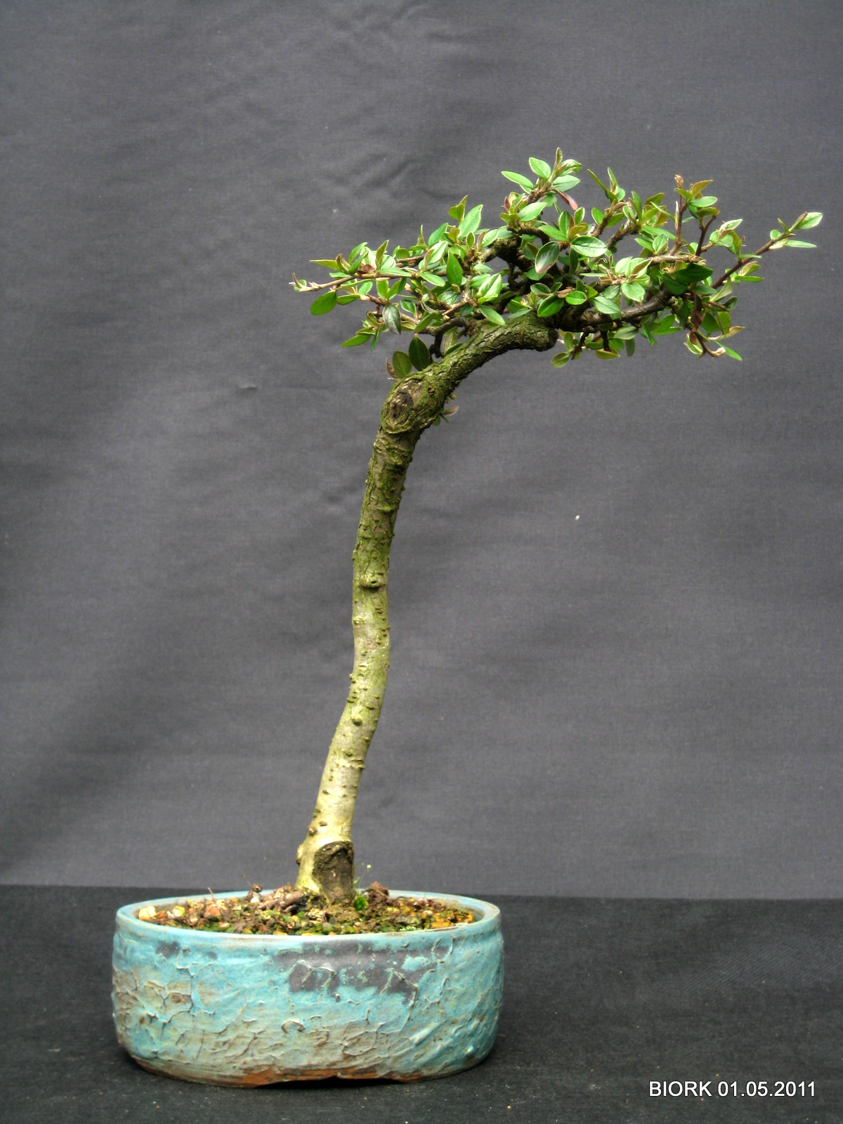 My Bonsai: Cotoneasters