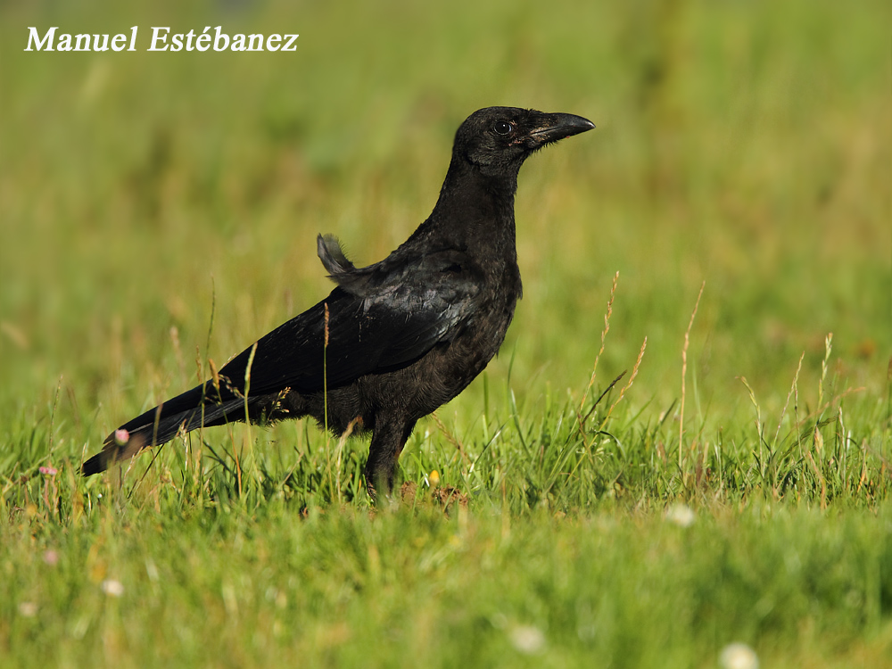 Miradas Cantábricas: Corneja negra (Corvus corone)