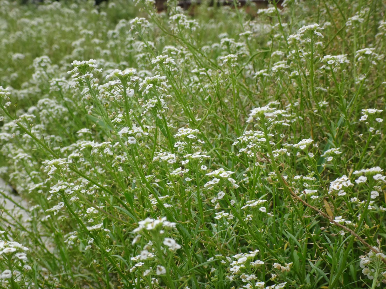 Uma flor por dia: Alisso