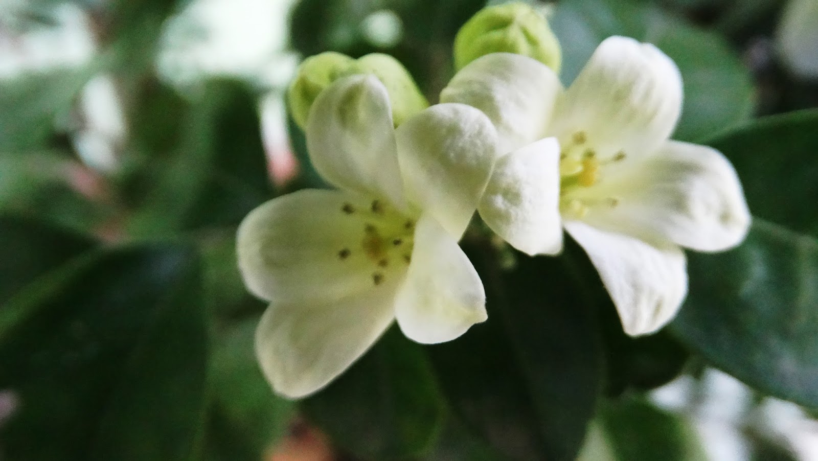 Life,films and nostalgia: Lakeview Jasmine - Manokamini - Murraya ...