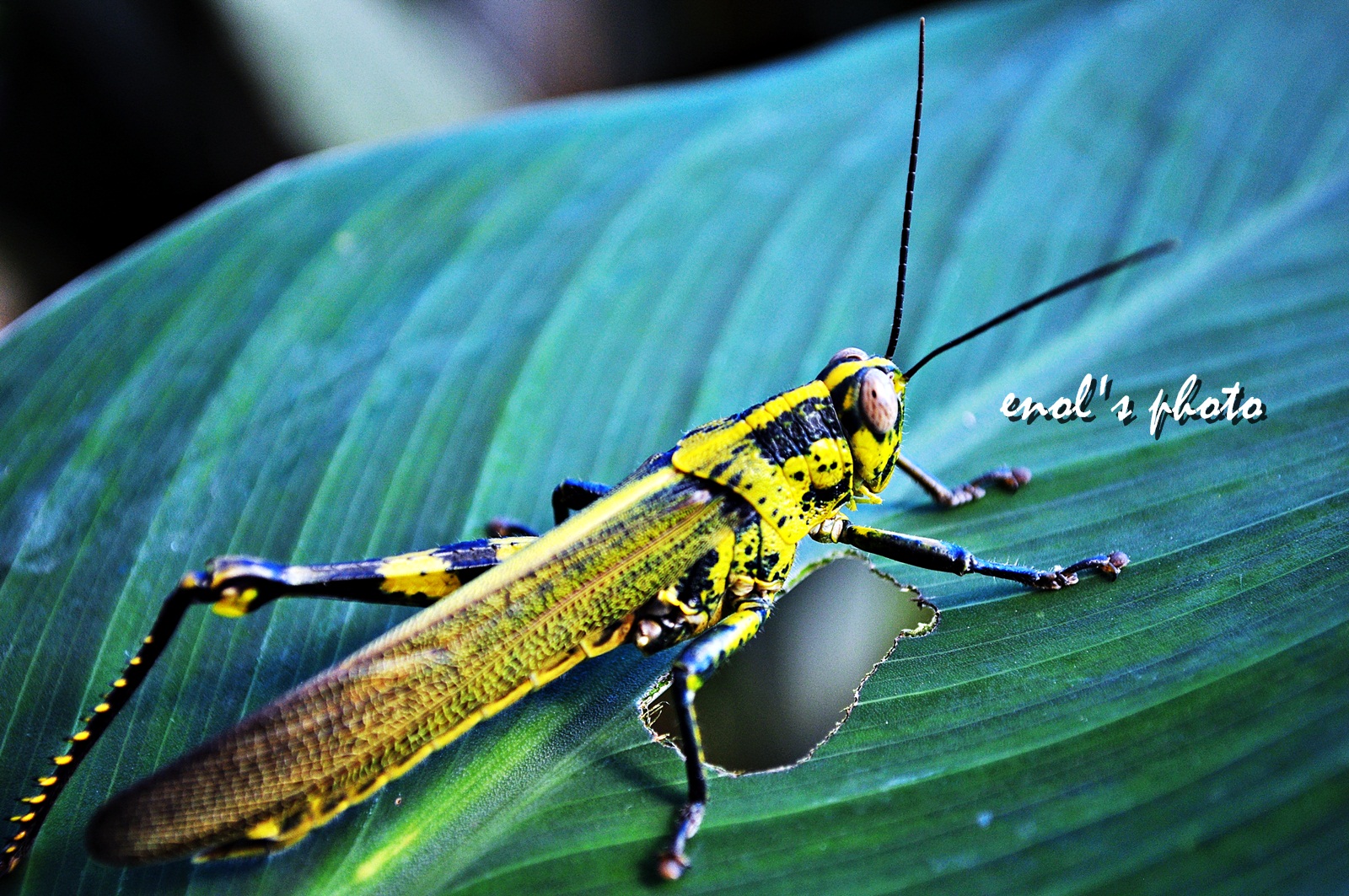 mY eYe's viEw: Sarapan Apa pagi ni pak Belalang?
