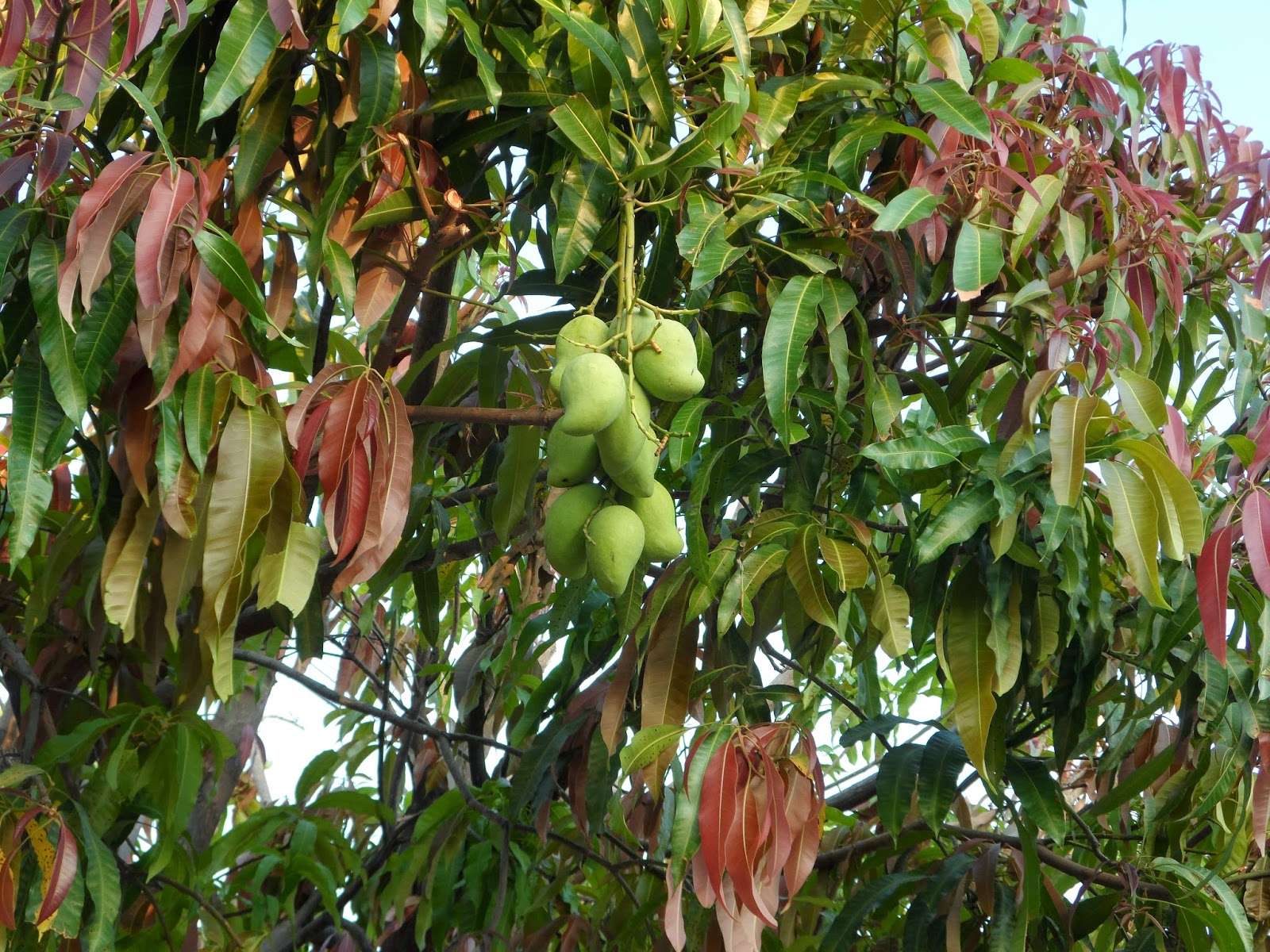¿cómo BAJAR de peso? : Hojas de mango, remedio natural que cura y da salud