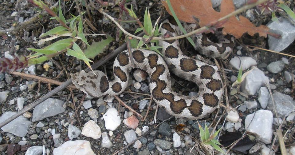 ΥΓΕΙΑ ΣΥΜΒΟΥΛΕΣ: ΦΙΔΙΑ OXIA