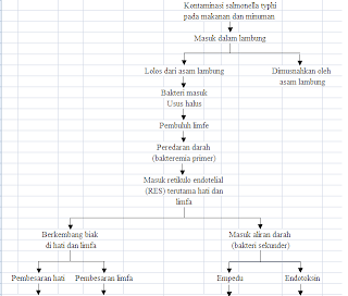 1500 ASUHAN KEPERAWATAN: Pathway /WOC Demam Typoid