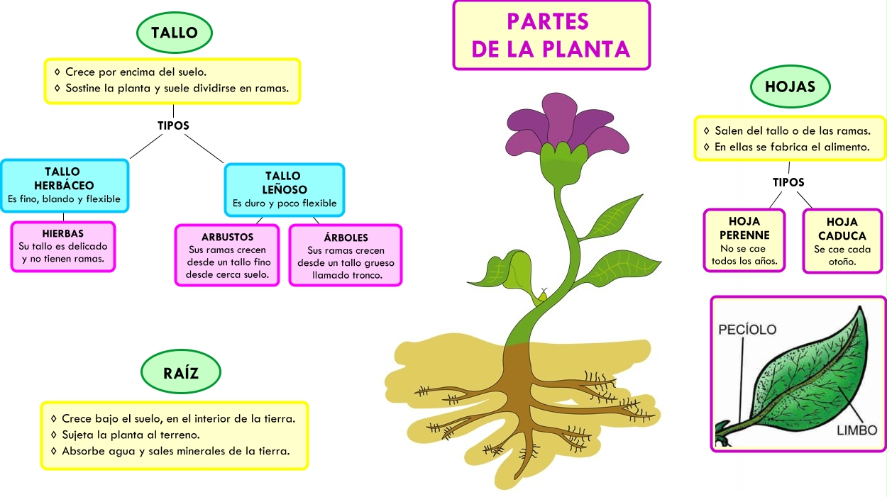 5 Partes De Una Planta Y Sus Funciones Esquemas Y Video Partes De Images
