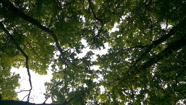 Spice of Life!: Towering (#ThursdayTreeLove)