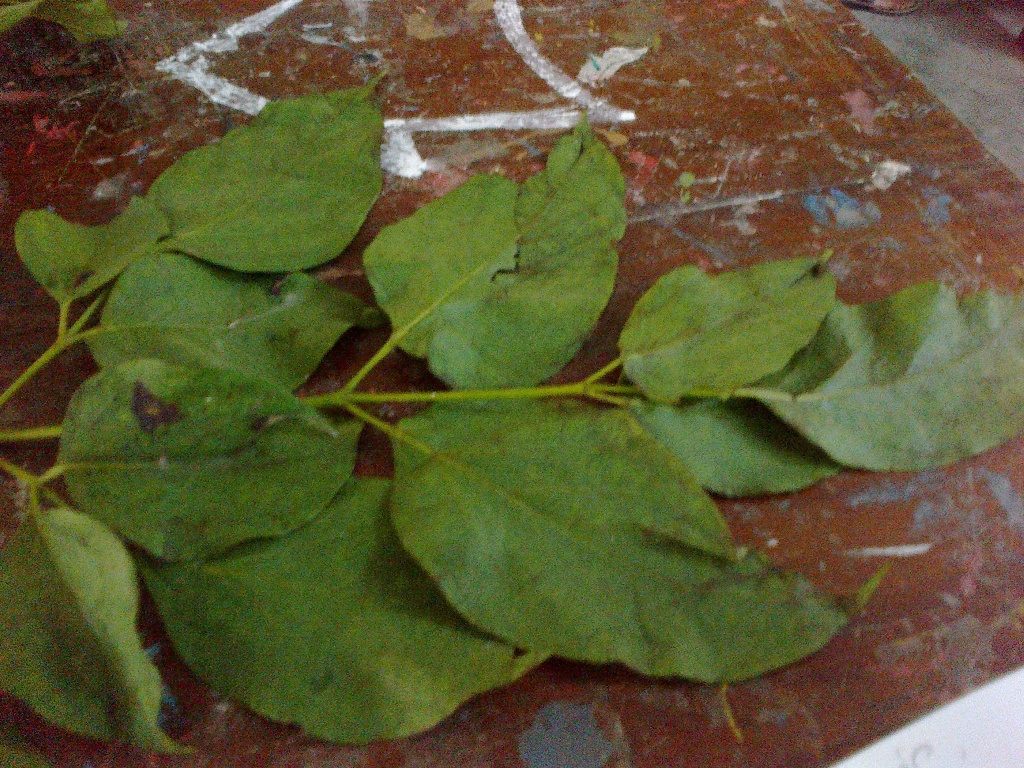 Śyonaka -තොටිල - Oroxylum indicum - Totila - Śoshana nata Katwanga ...