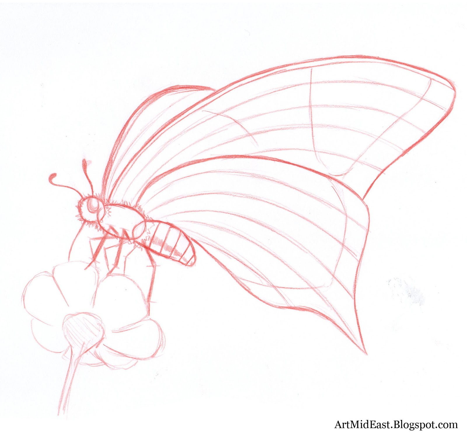 How to Draw a Butterfly: Step by step | Drawing Lessons