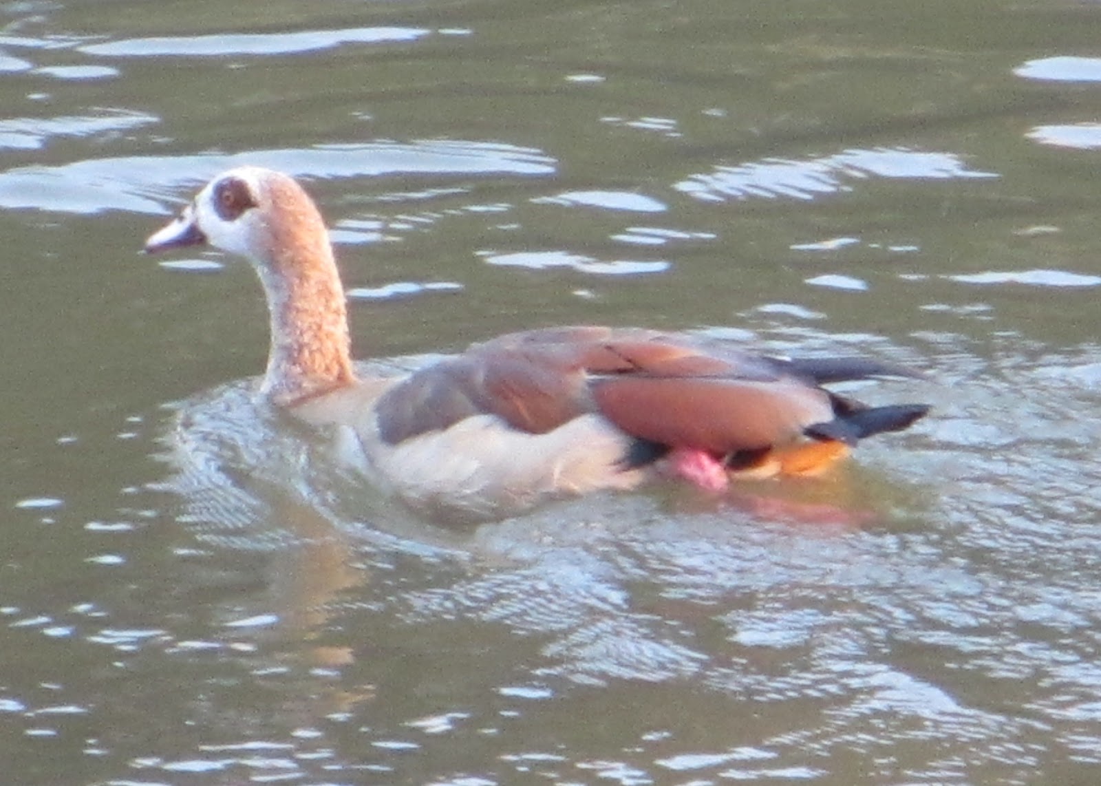 Cannundrums: Egyptian Goose