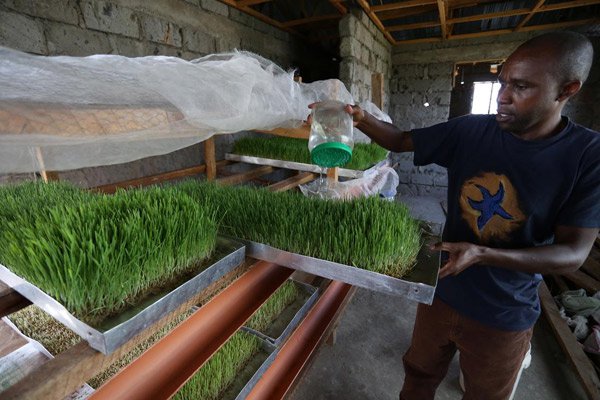 HYDROPONICS, EASY WAY TO GROW FODDER, VEGES