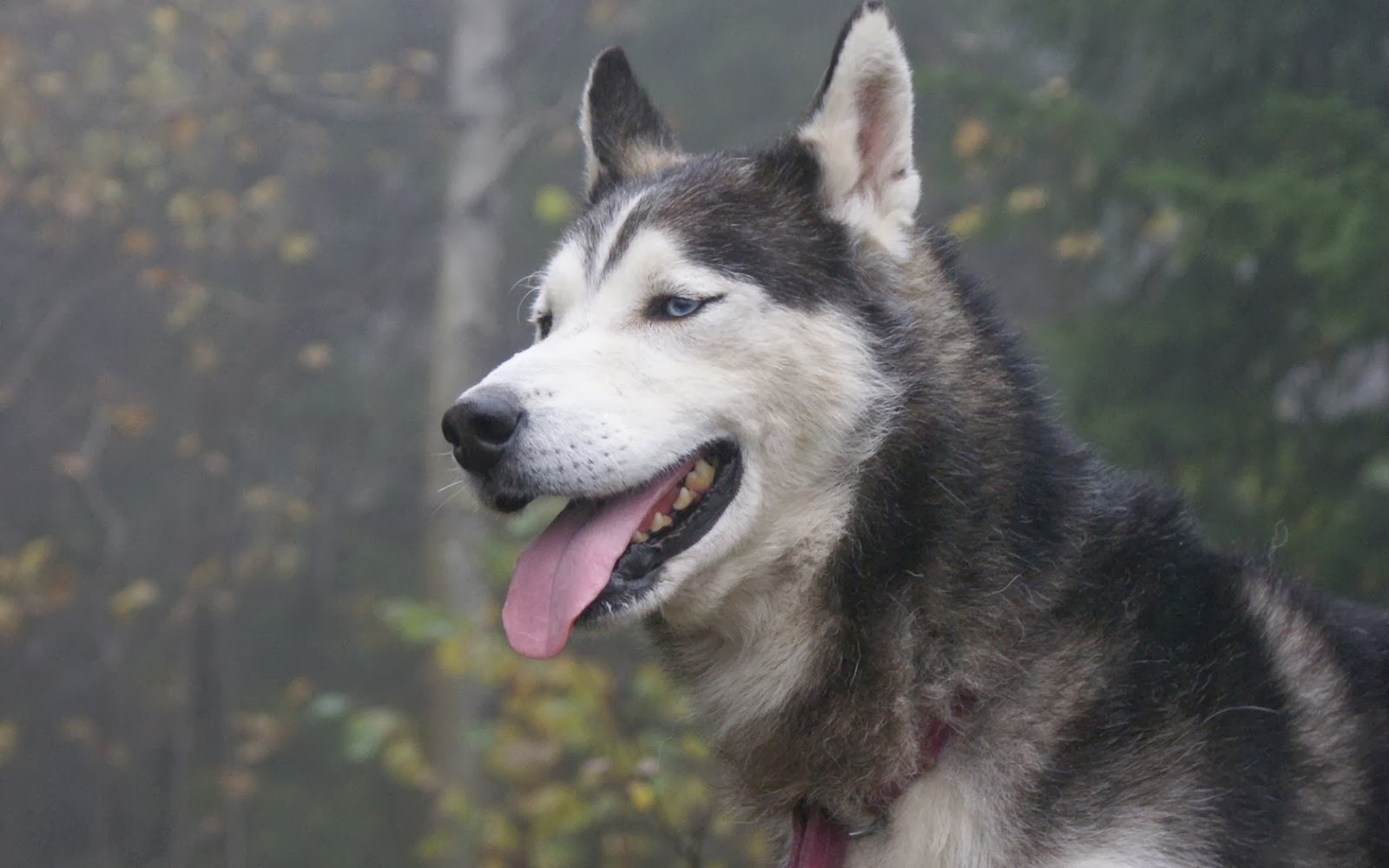 Fotos de perro tiernos - Fotos Bonitas de Amor | Imágenes Bonitas de Amor