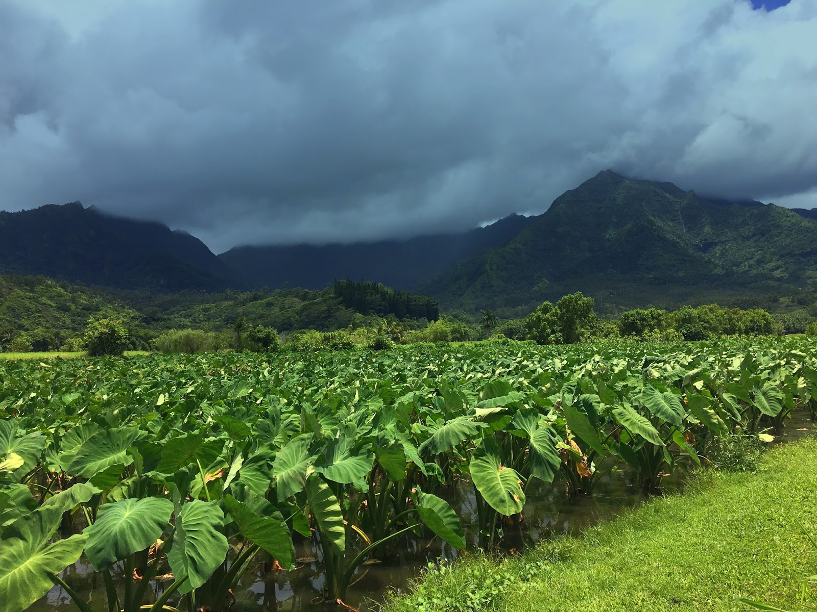 Aloha from Hawaii: The Sacred, Life sustaining Hawaiian plant ancestor ...