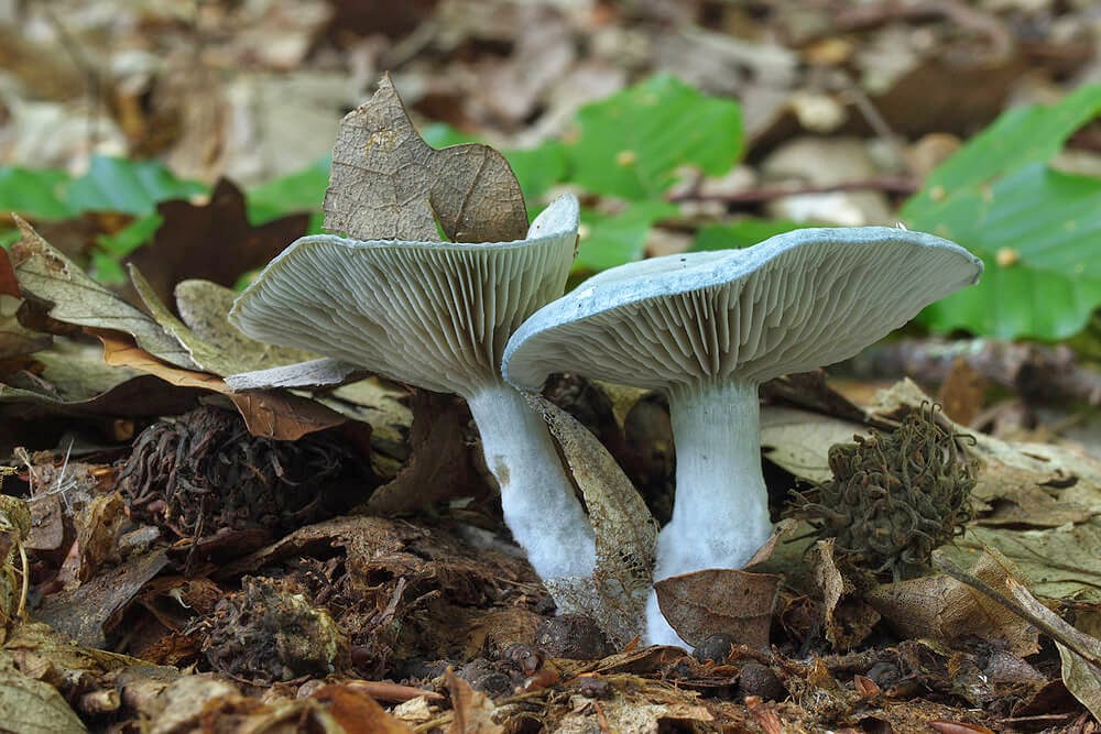 "Ciuperca anason" Clitocybe odora | Ciupercomania, totul, cu si despre ...