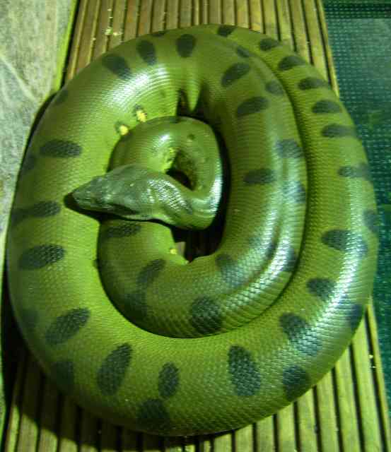 World Amazing Green Anaconda - Giant Anaconda Facts | World Amazing Records