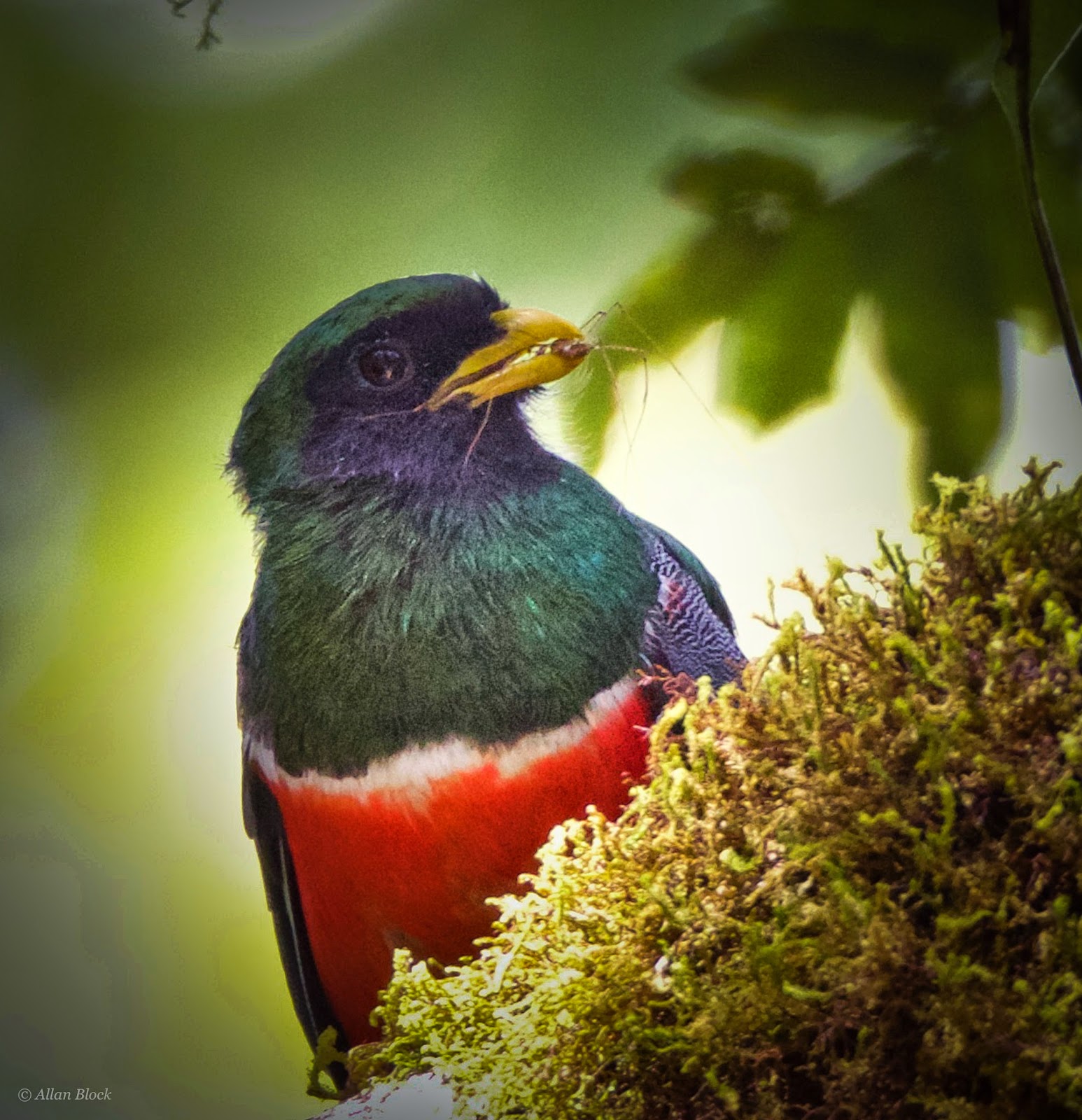 Feather Tailed Stories: Trogons, Costa Rica