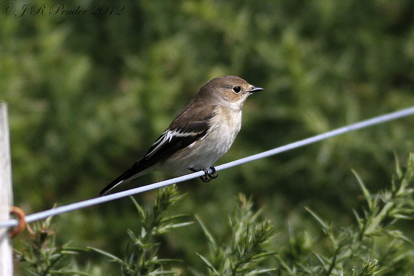Joe Pender Wildlife Photography: Pied Flycatcher