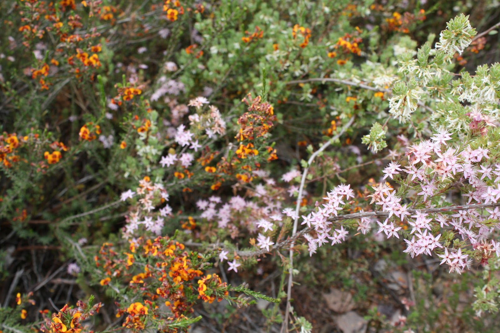 Natalie's Sketchbook: Wildflowers of the Box-Ironbark forest