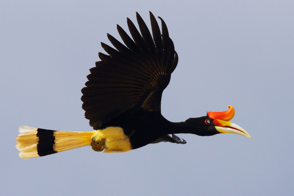 Mundo animal: Calau-rinoceronte