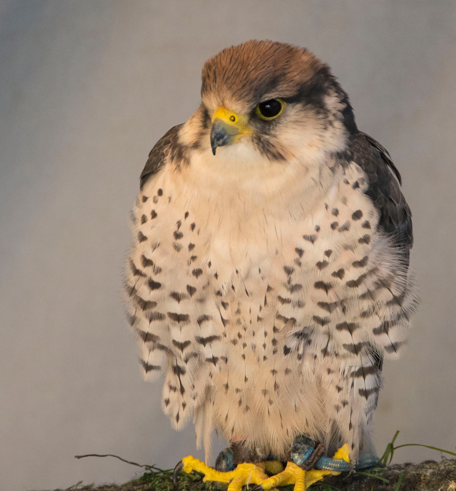 Cetrería - 4 fotos de Halcón Peregrino - Falco peregrinus | Fotografía ...