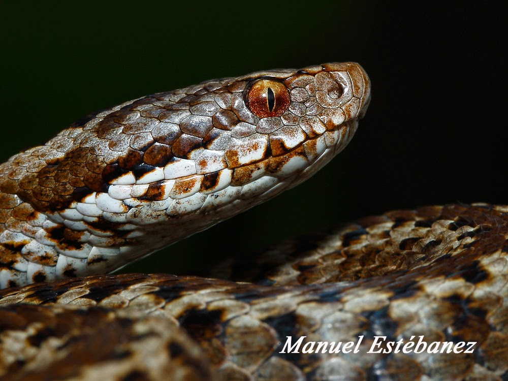 Miradas Cantábricas: Víbora de Seoane o cantábrica (Vipera seoanei ...