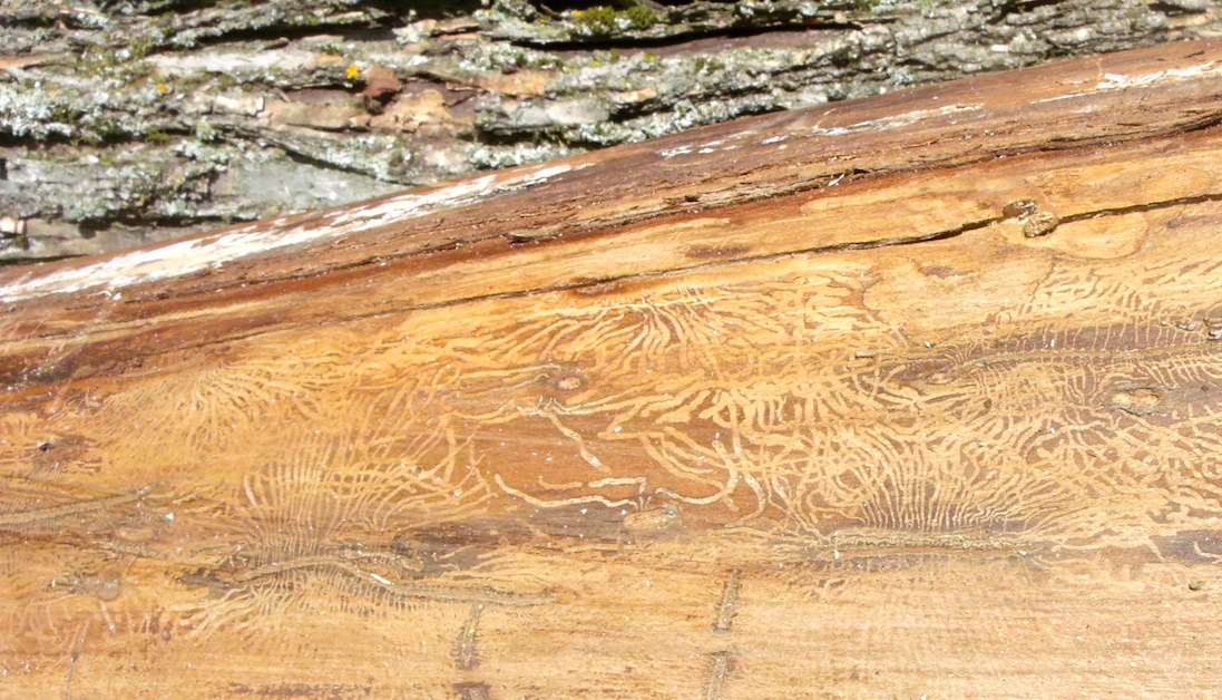 The Dusty Victorian: Fallen Tree Removal - Dutch Elm Disease